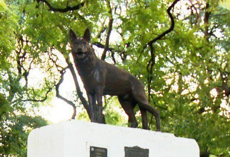 Conocé la historia de Chonino, el can que inspiró el Día Nacional del ...