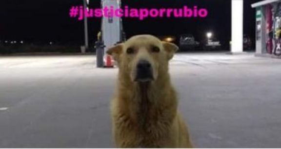 Declaran persona no grata al presunto asesino del perro Rubio ...