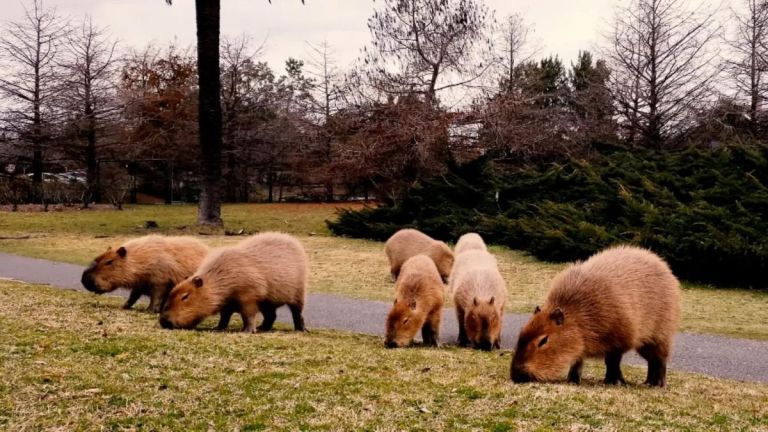 National Geographic habló sobre la situación de los carpinchos ...
